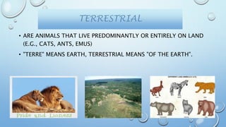 Animals and their habitats upload | PPTX