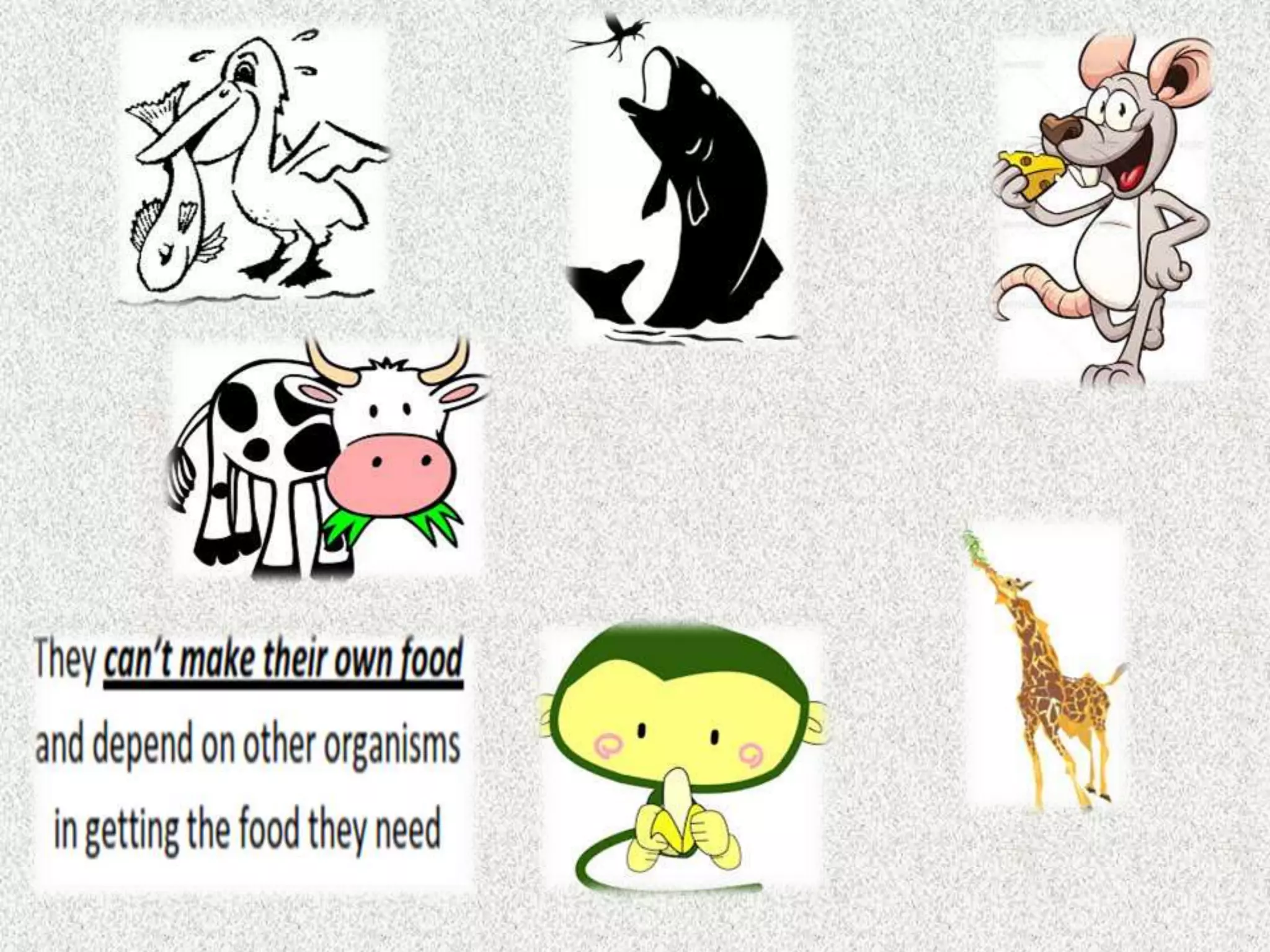Animals and their parts wiki | PPT