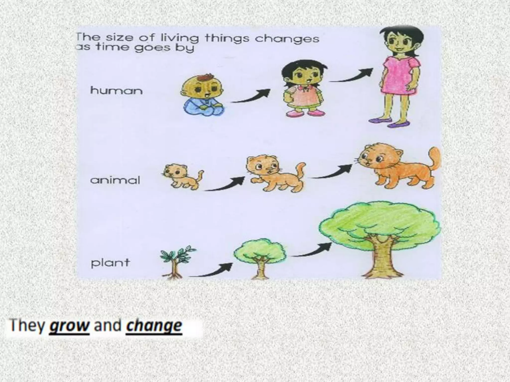 Animals and their parts wiki | PPTX