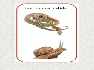 Animals and their parts wiki | PPTX