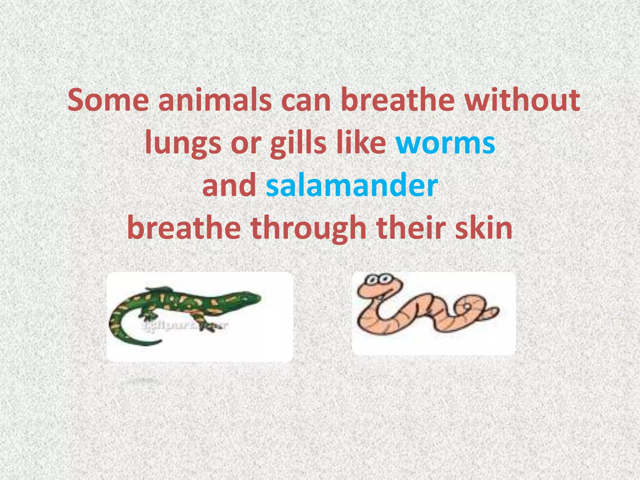 Animals and their parts wiki | PPTX | Dogs | Pets