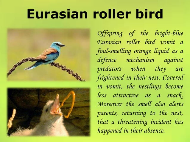 Animals and their peculiar defense mechanism | PPTX | Birds | Pets