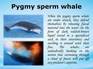 Animals and their peculiar defense mechanism | PPTX