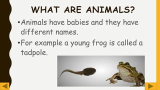 Animals and their young | PPTX