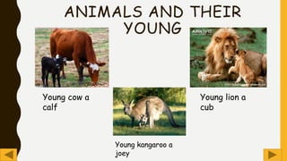 Animals and their young | PPTX