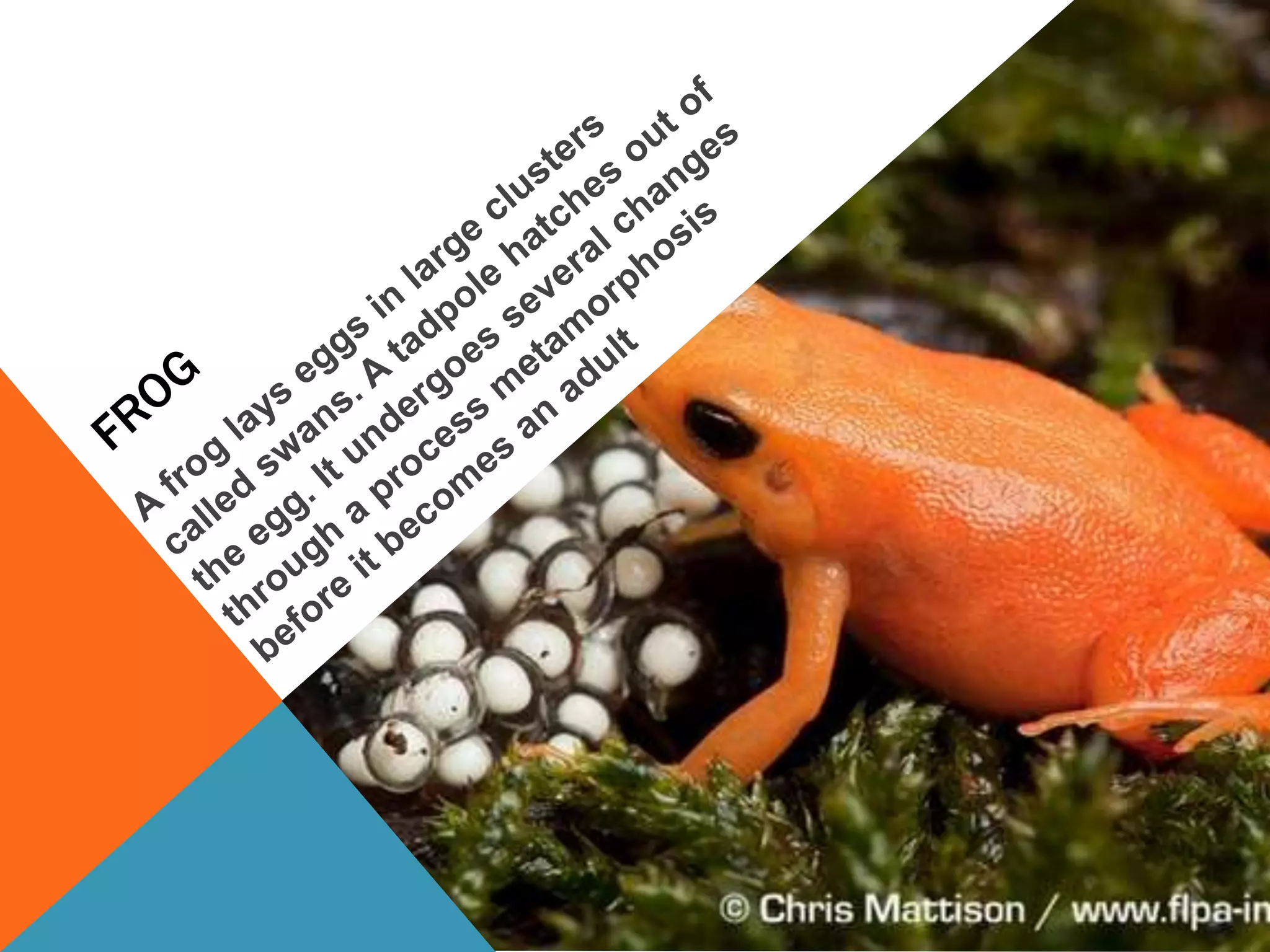 Animals and their young ones | PPTX