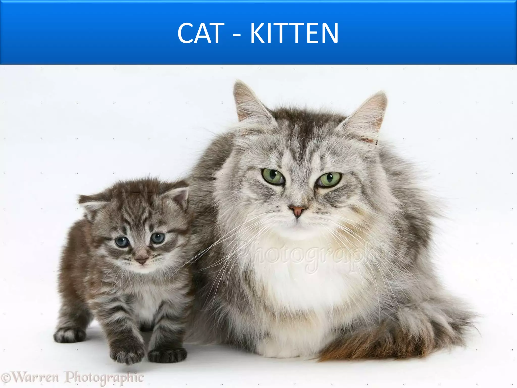 Animals and their young ones | PPT