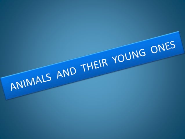 Animals and their young ones | PPTX