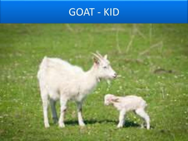 Animals and their young ones | PPTX