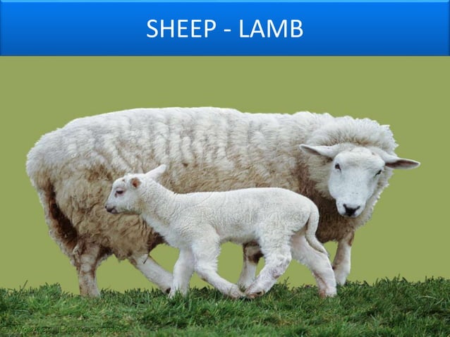 Animals and their young ones | PPTX