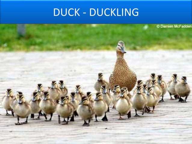 Animals and their young ones | PPTX