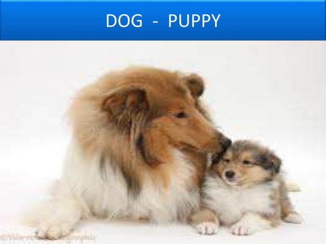 Animals and their young ones | PPTX