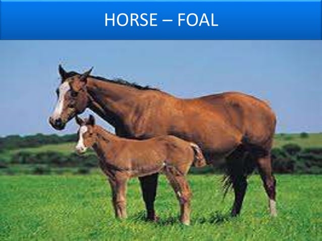 Animals and their young ones | PPTX