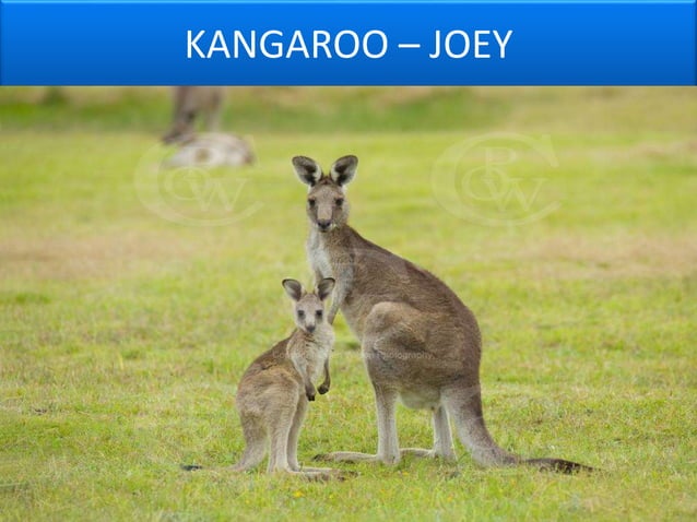 Animals and their young ones | PPT