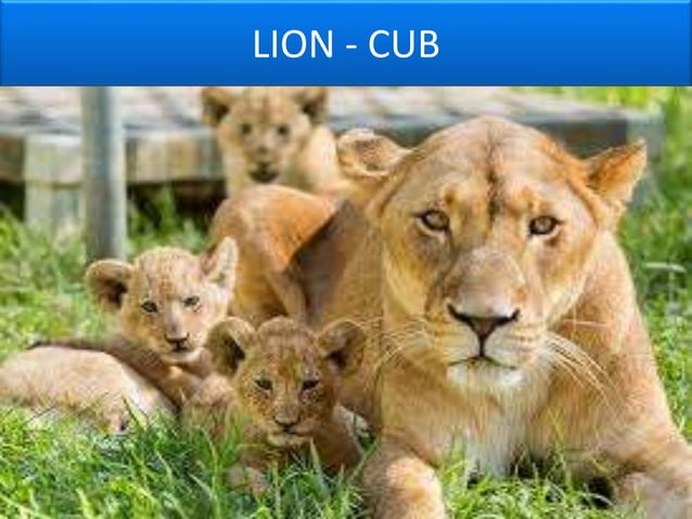 Animals and their young ones | PPT