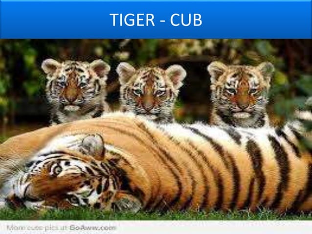 Animals and their young ones | PPTX