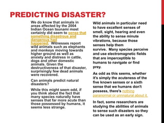 Animals and tsunami | PPTX