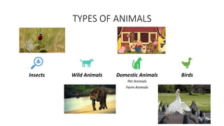 Animals around us full | PPTX