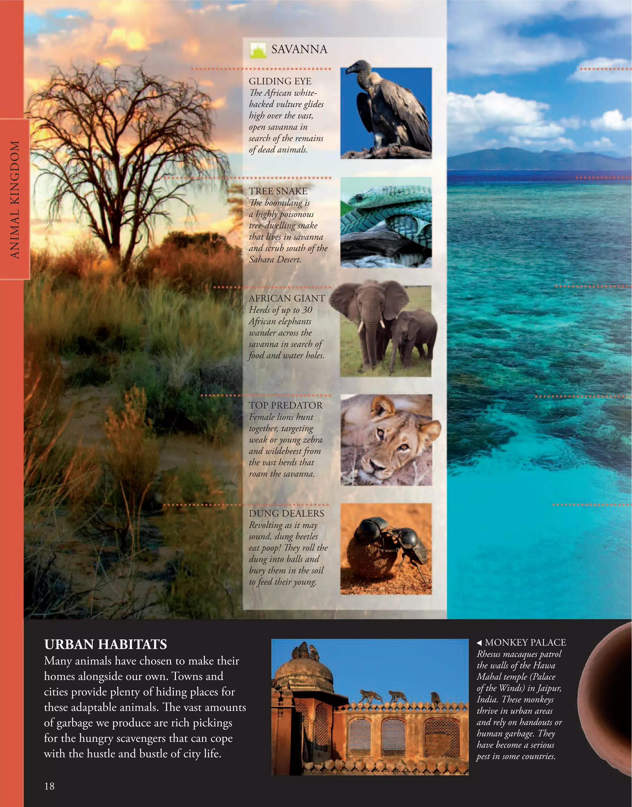 Animals, a visual encyclopedia (2nd Edition).pdf
