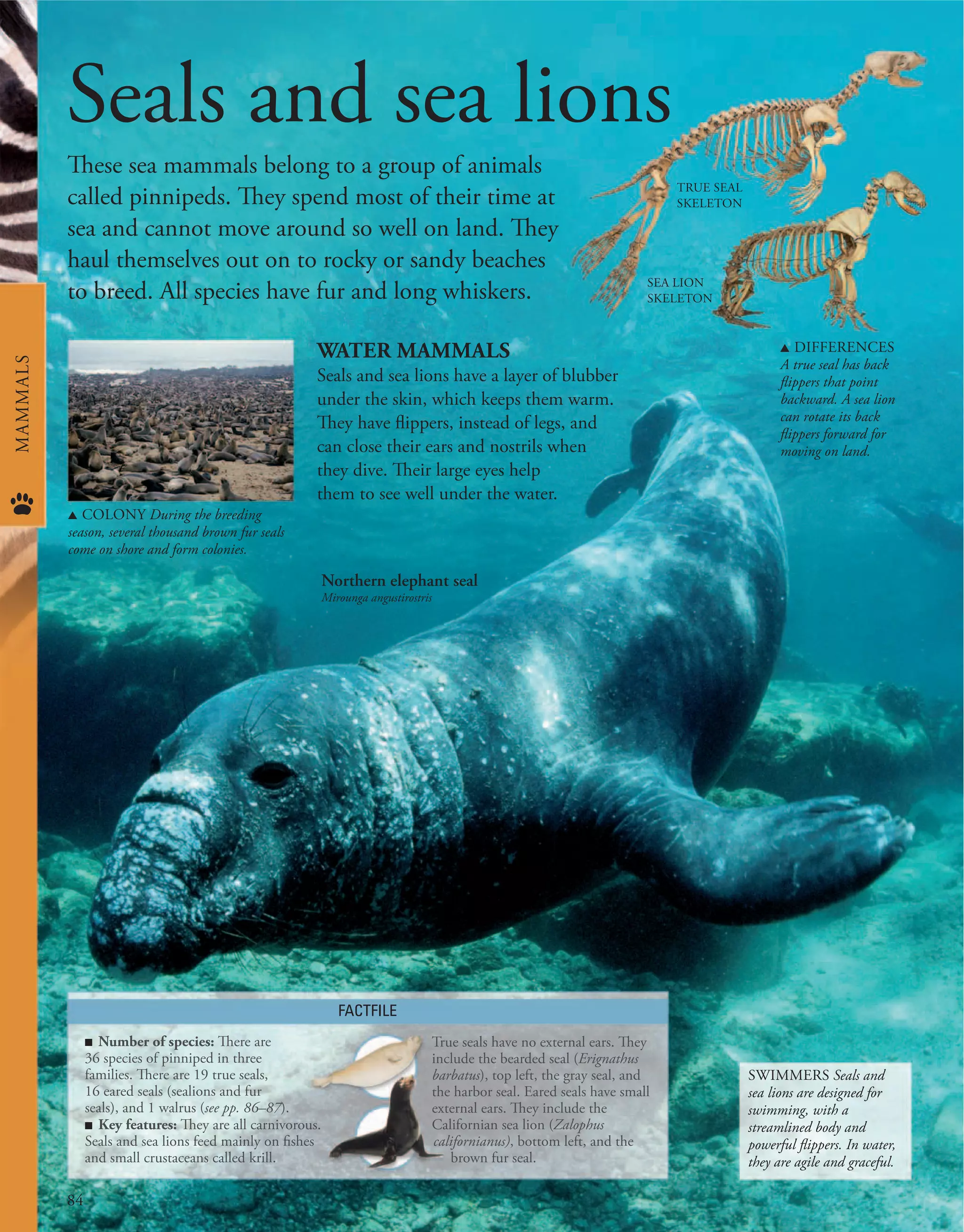 Animals, a visual encyclopedia (2nd Edition).pdf