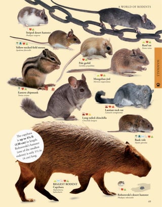 Animals, a visual encyclopedia (2nd Edition).pdf
