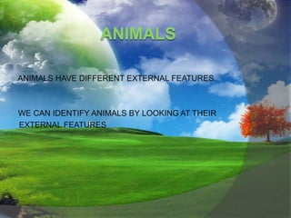 Animals blog | PPTX