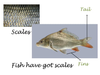 Animals bodies | PPT