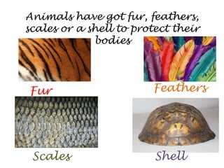 Animals bodies | PPT