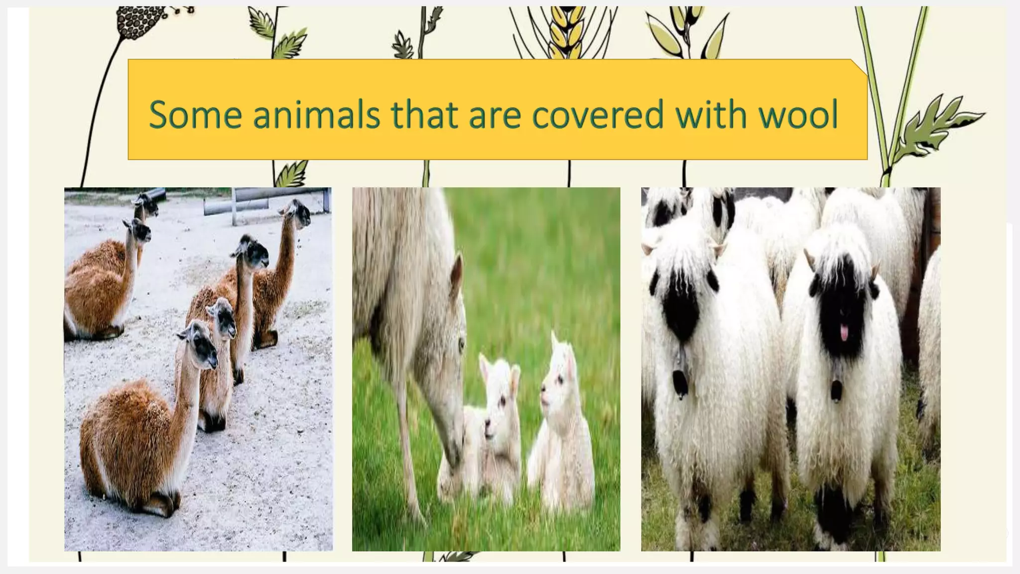 Animals body cover | PPTX