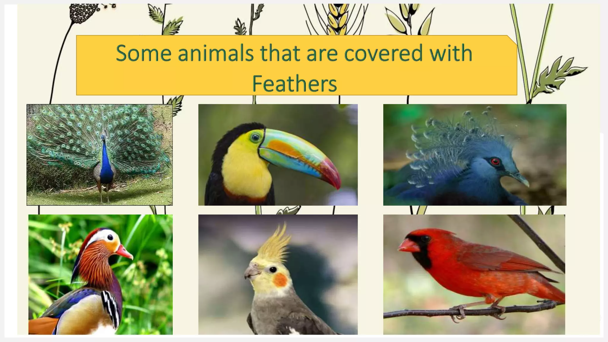 Animals body cover | PPTX
