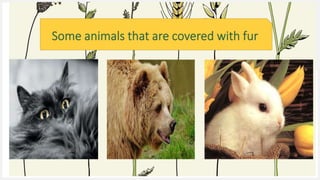 Animals body cover | PPTX