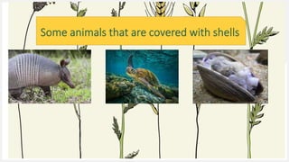 Animals body cover | PPTX