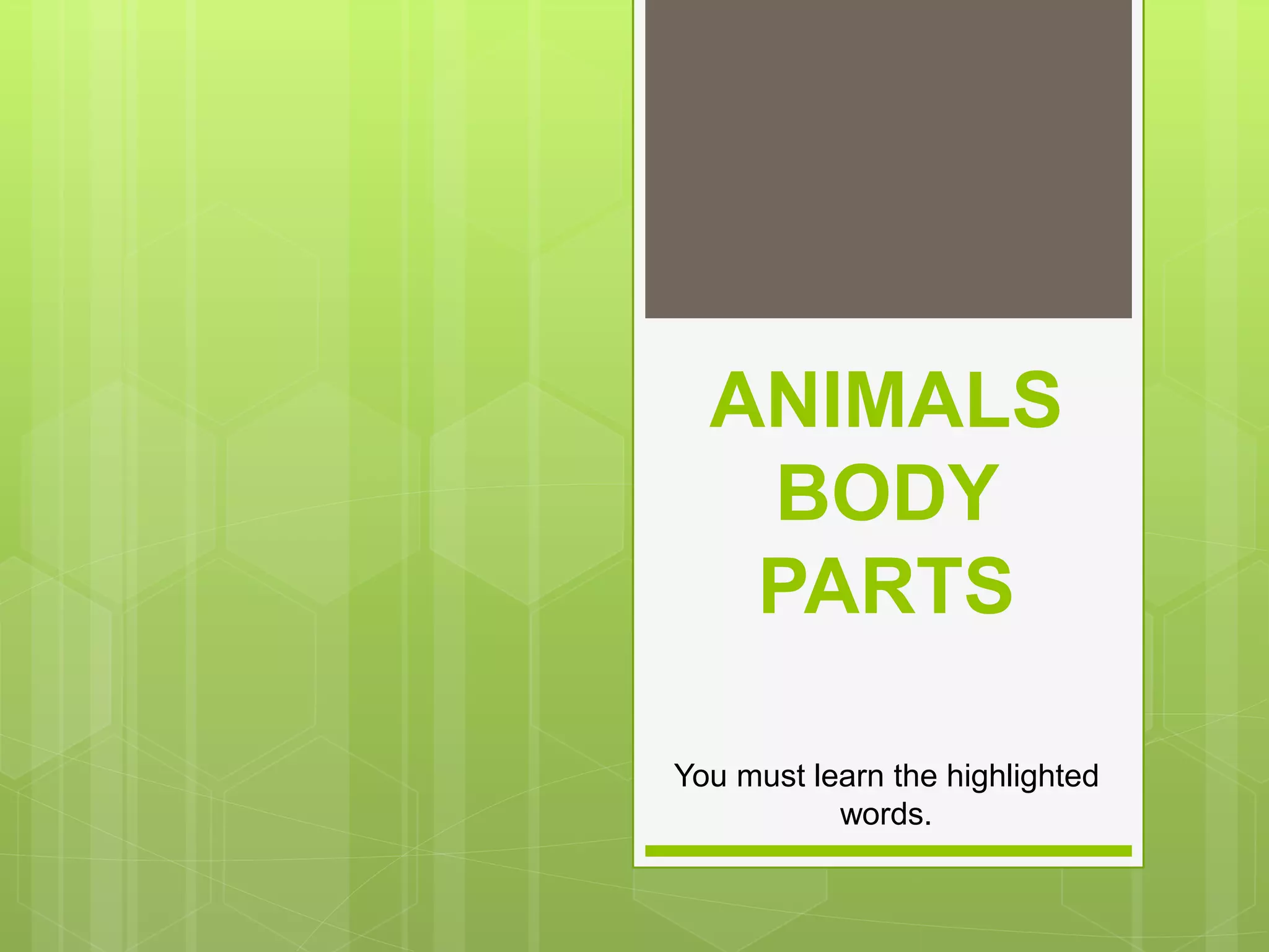 Animals Body Parts | PPTX