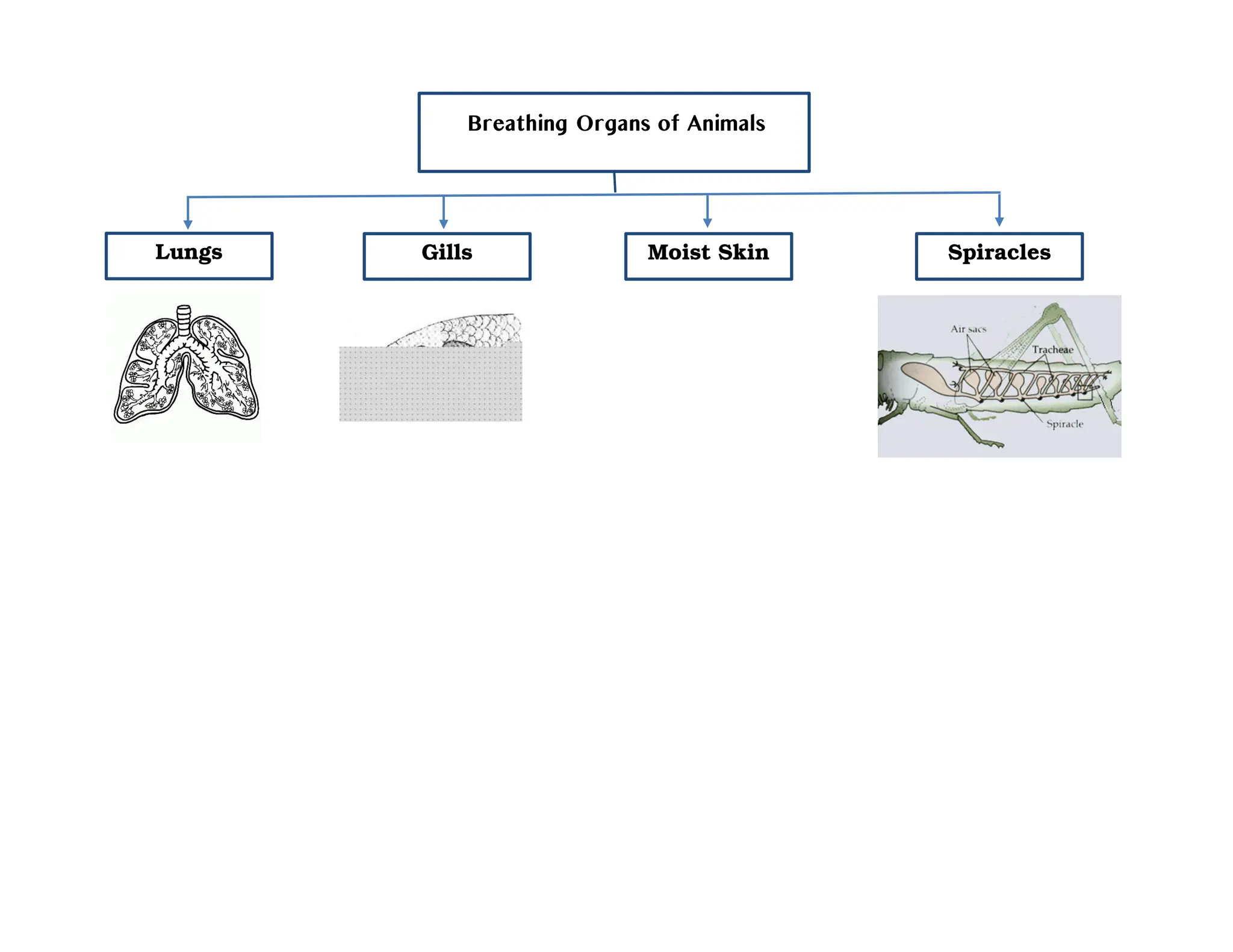 Animals breathing organs and examples animals | PDF