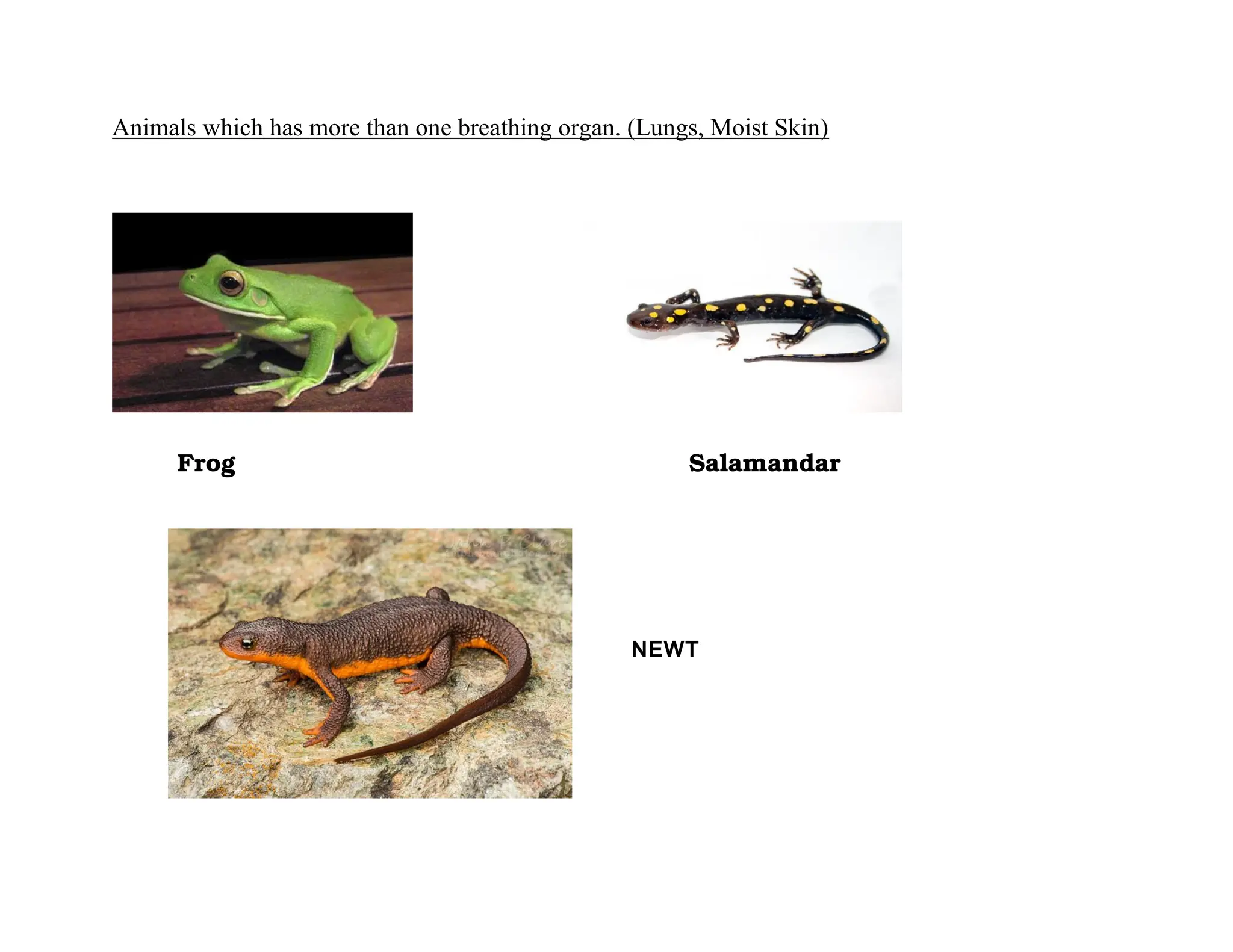 Animals breathing organs and examples animals | PDF