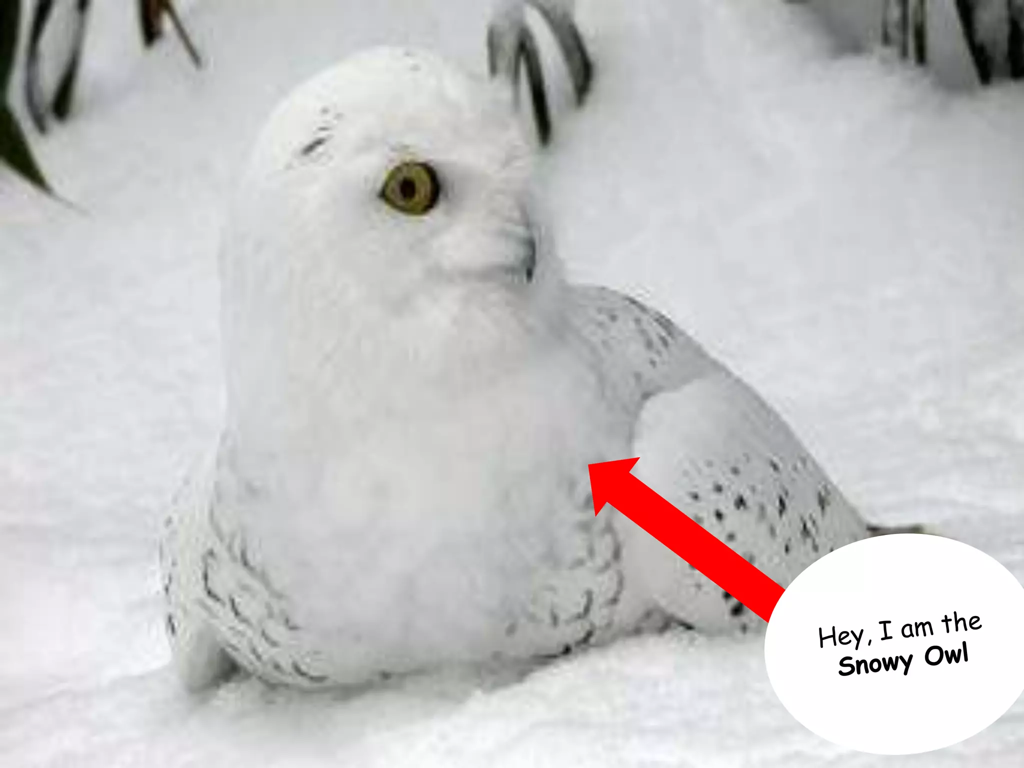 Animals' camouflage | PPTX