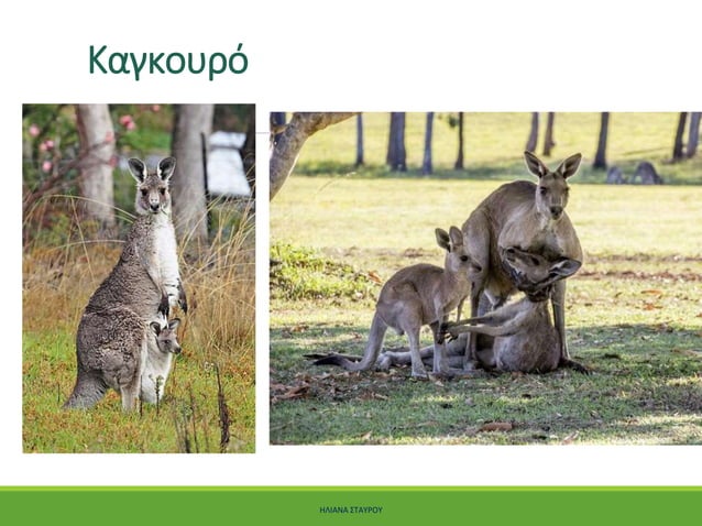 Τα ζώα φροντίζουν τα μικρά τους. | PPT