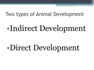 animals_chem_and_nervous_system.ppt