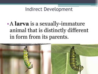 animals_chem_and_nervous_system.ppt