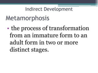 animals_chem_and_nervous_system.ppt