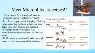 The Talented Parasites | PPT