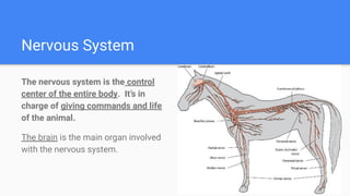 Comprehensive Overview of Animal Body Systems and Their Functions | PDF