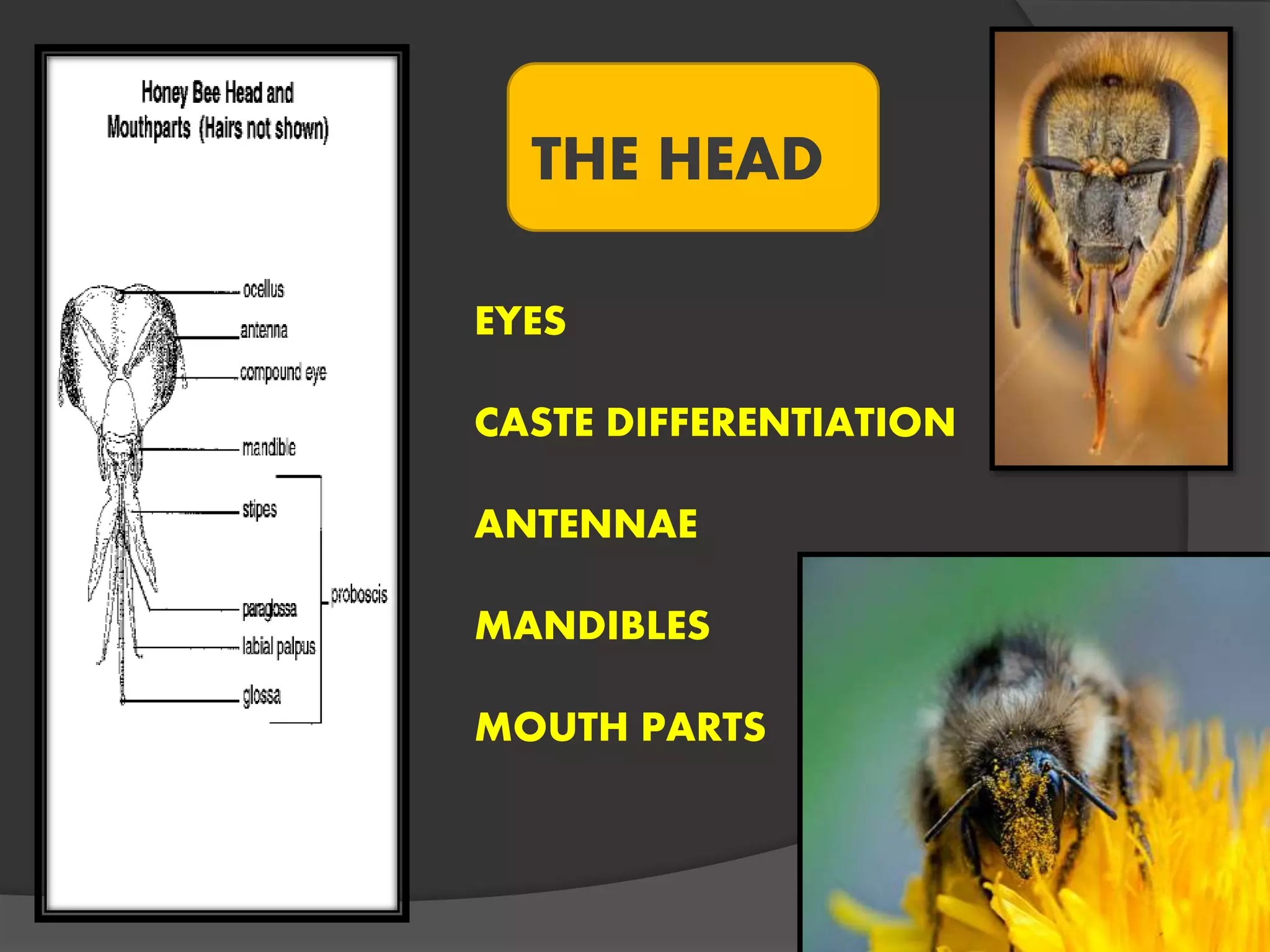 Animal science ;Castes in Honey Bee | PPTX