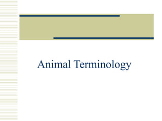 Comprehensive Guide to Animal Terminology Across Livestock Species | PPT
