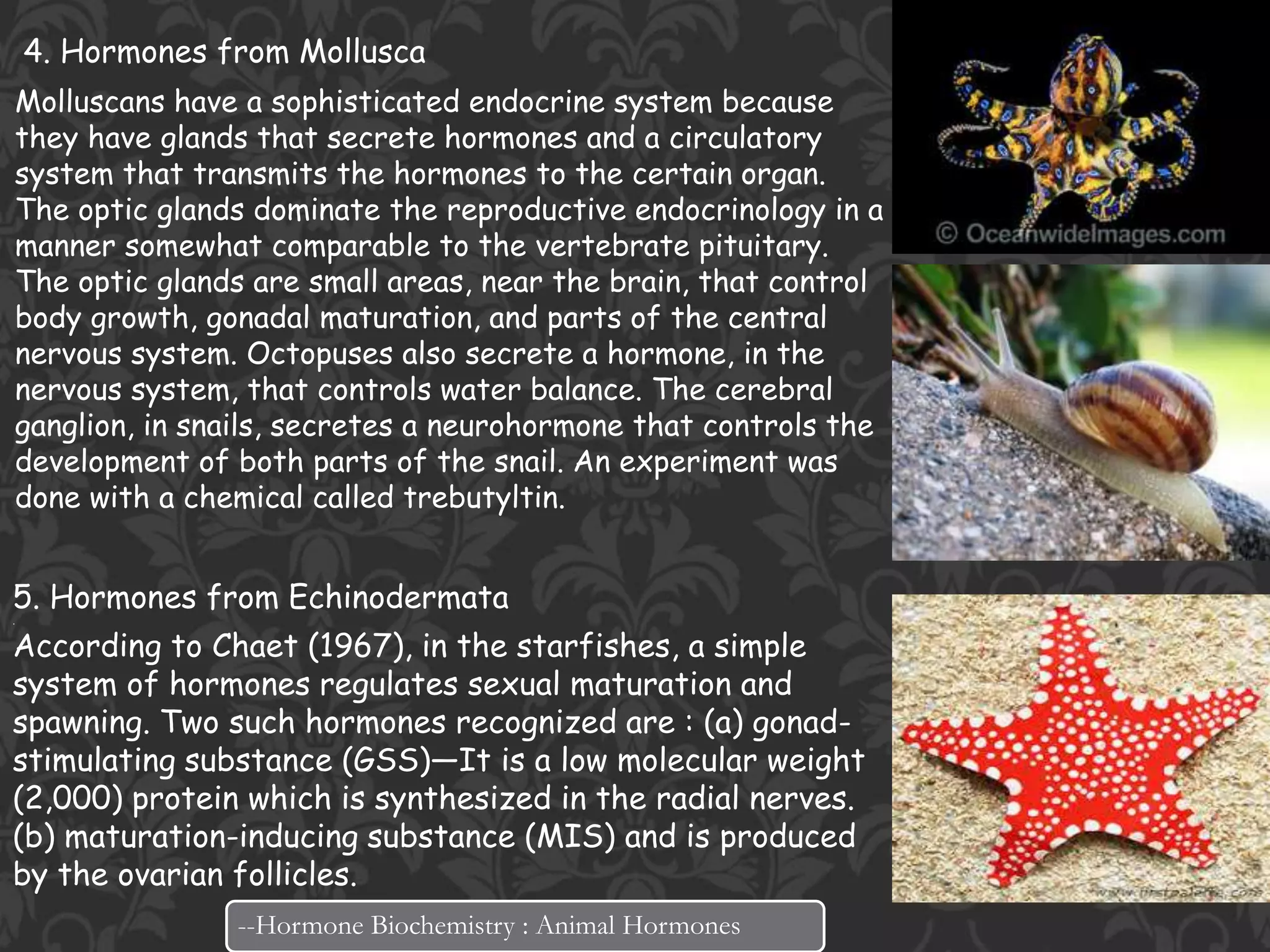 Animal Science Ppt || Animal Hormones || Human Hormones -- from ...