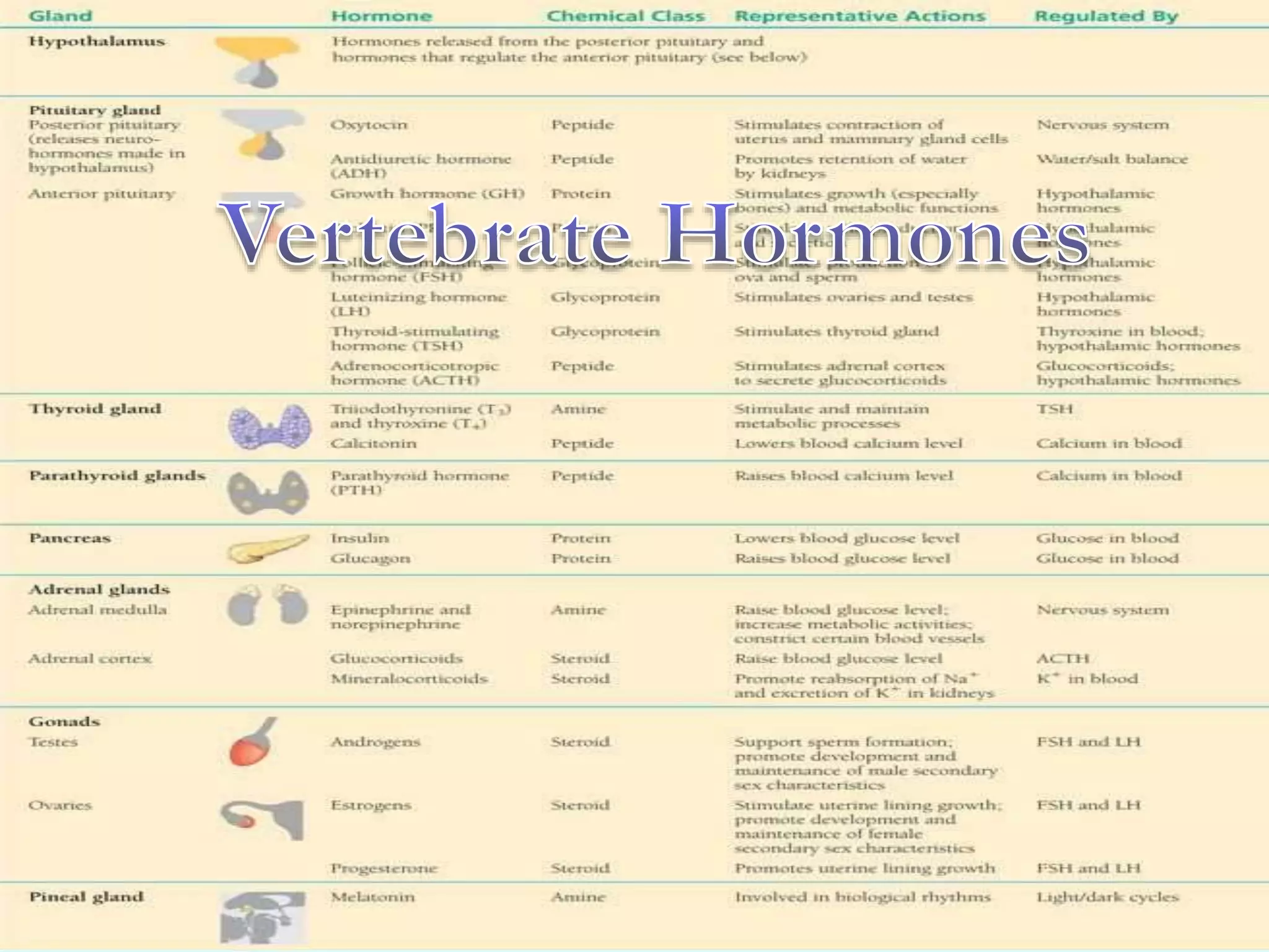 Animal Science Ppt || Animal Hormones || Human Hormones -- from ...