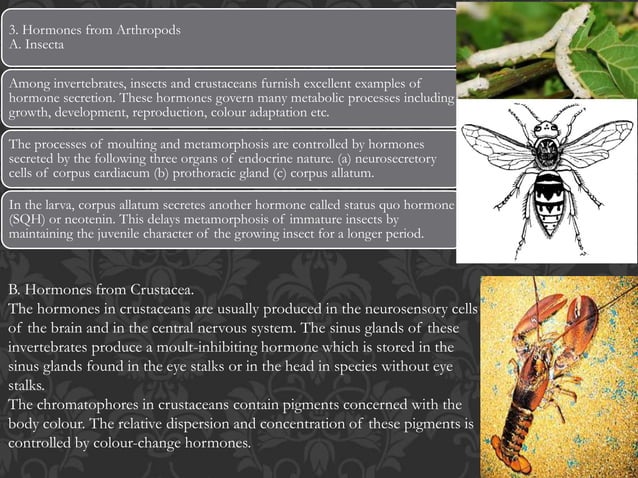 Animal Science Ppt || Animal Hormones || Human Hormones -- from ...