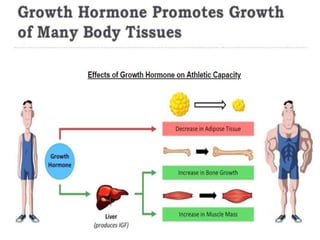 Animal Science Ppt || Animal Hormones || Human Hormones -- from ...