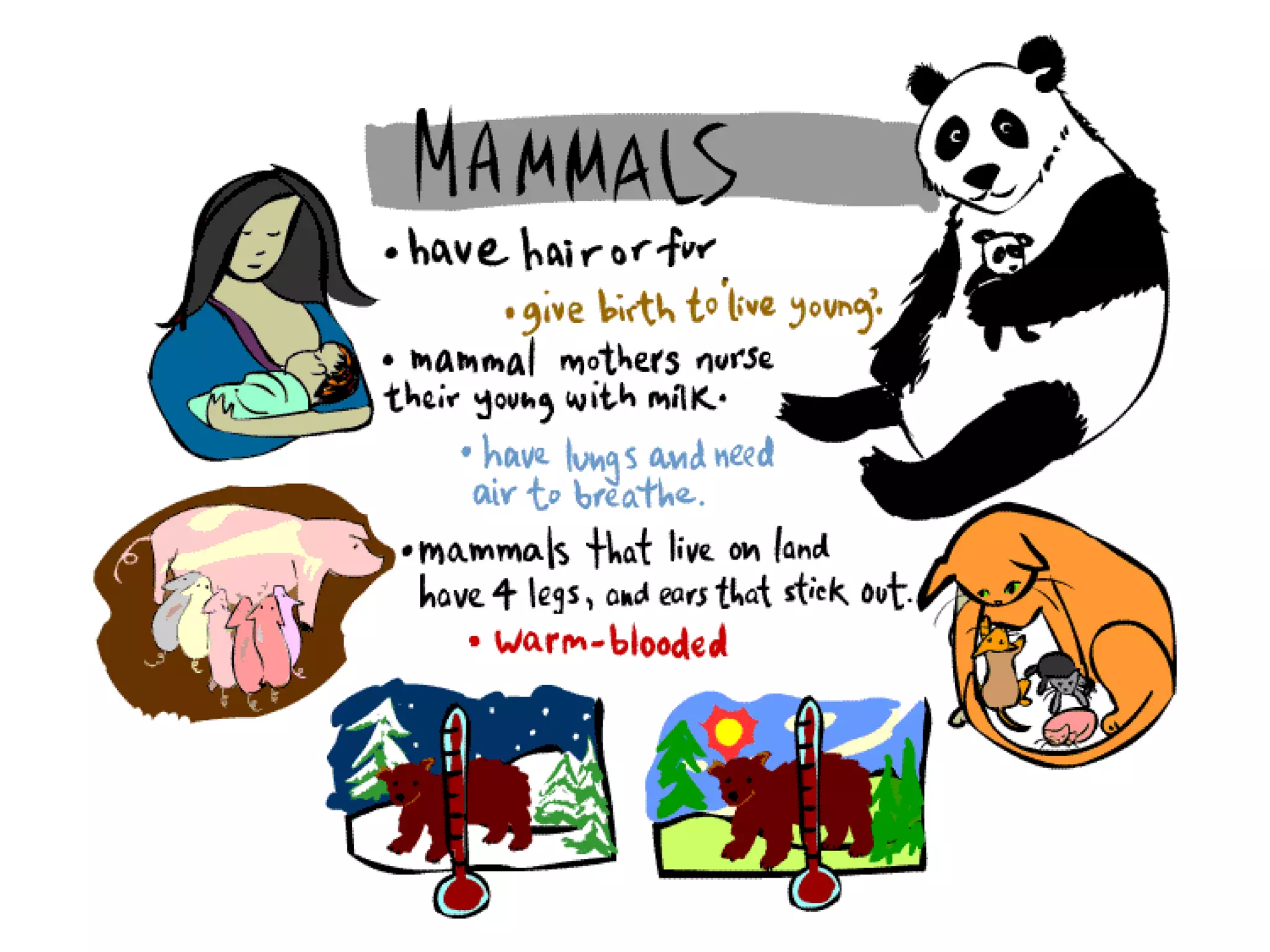 Animals classification | PPTX