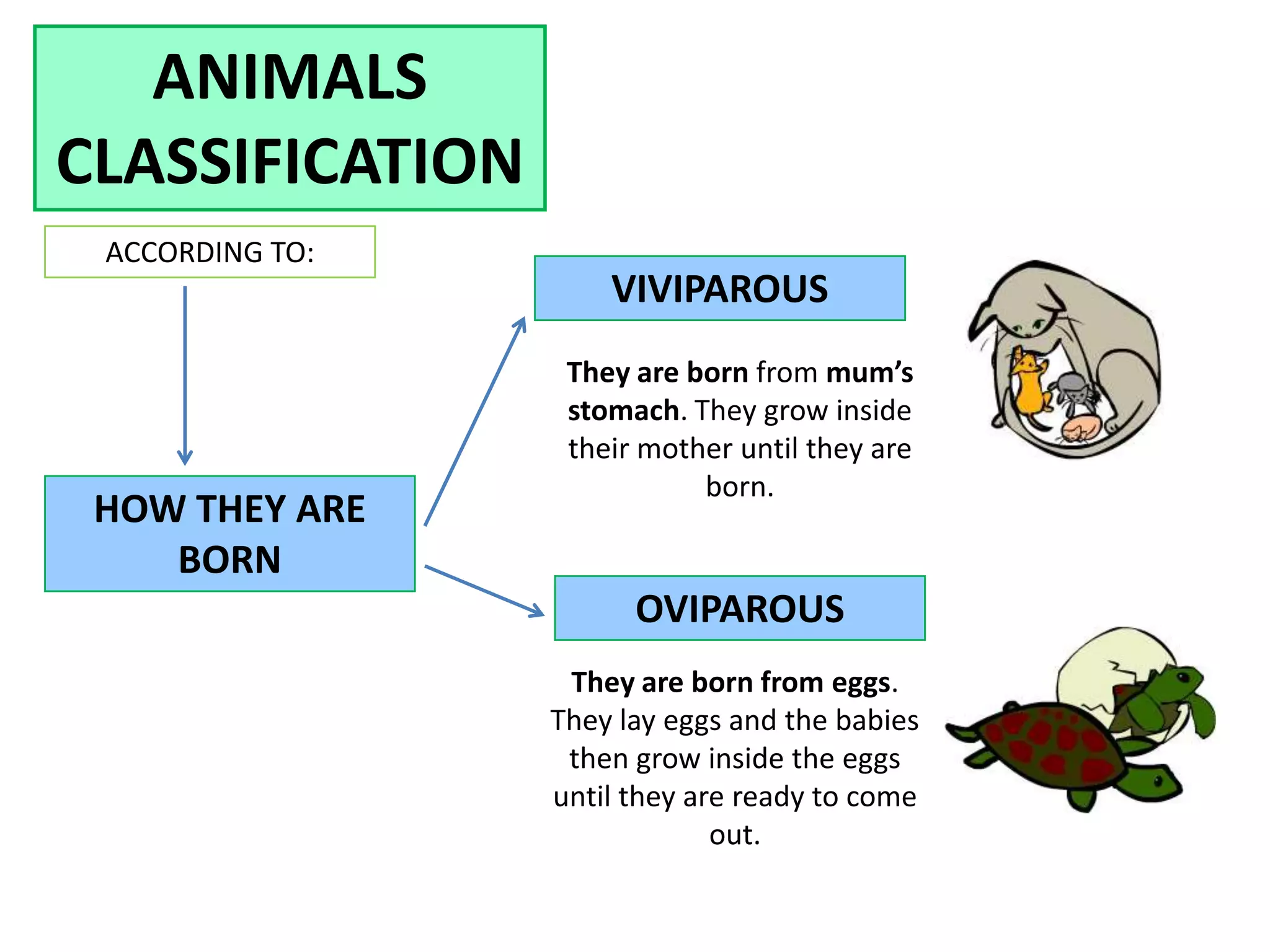 Animals classification | PPTX